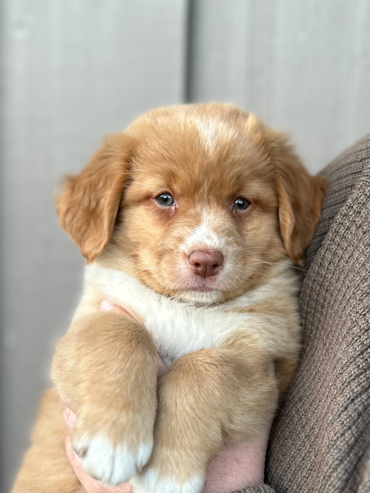 3rd litter - The Charming ones :: Rockferry-kennel